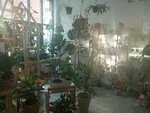 Jungle studio (ulitsa Parkhomenko No:156Г, Ufa), çiçekçiler  Ufa'dan