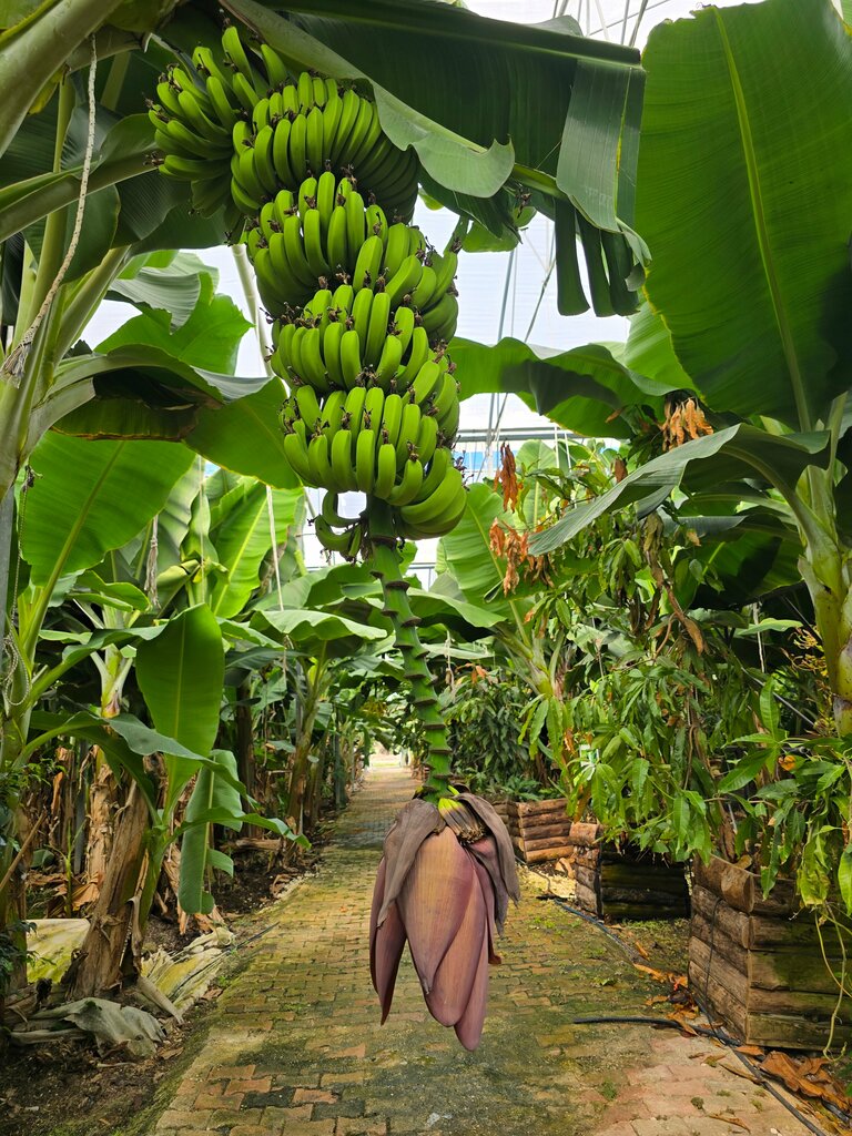 Çiftlik tatili Wonder garden, Serik, foto