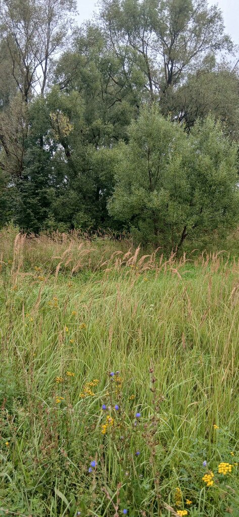 Orman Солотянский лес, Belgorodskaya oblastı, foto