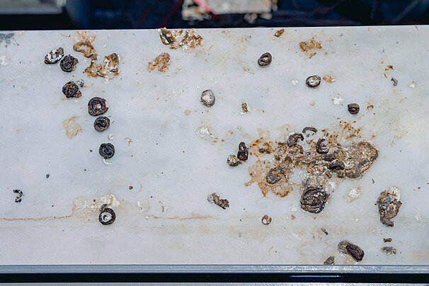 Kuşlar için büyük kafes Aviary , Belgorod, foto