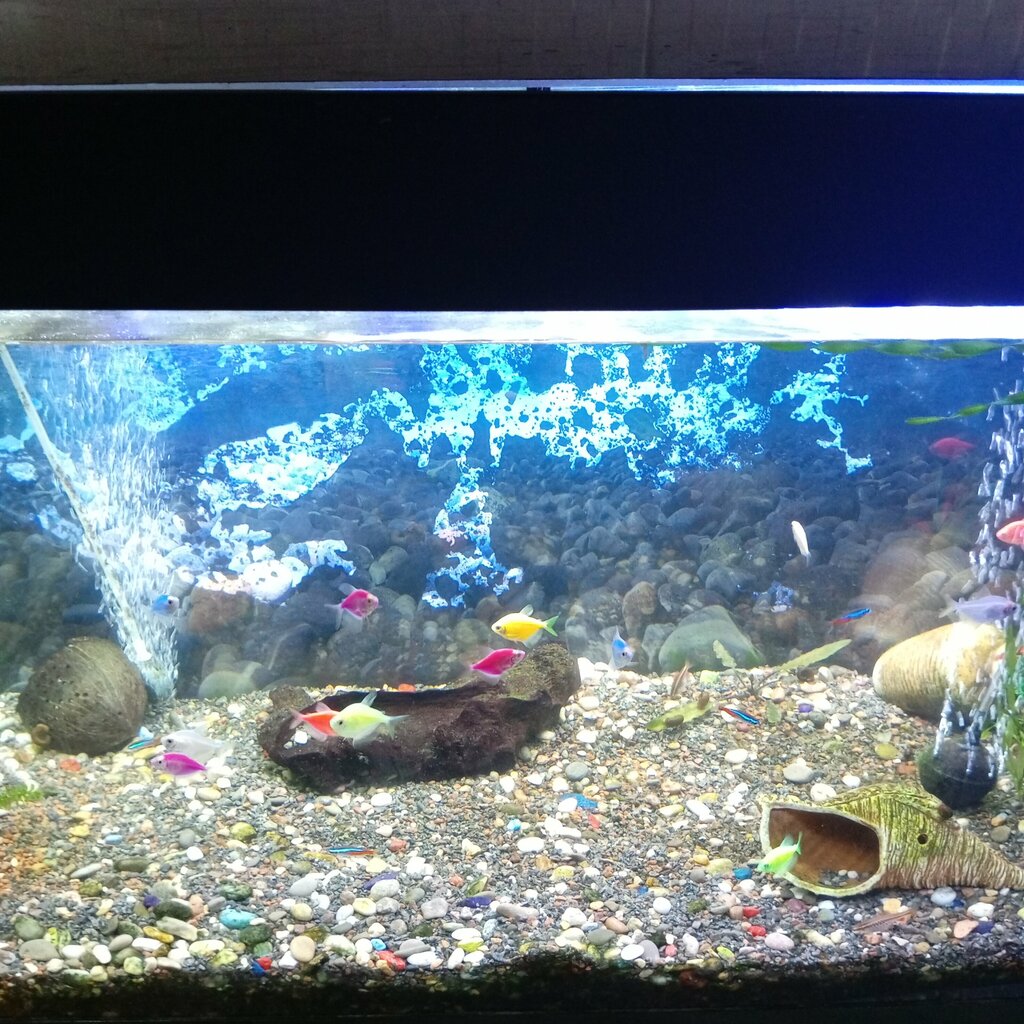 Akvaryumlar Servisny tsentr Tetra, Moskova, foto