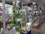 Flowers (Qarasaı Batyr kóshesi No:29), çiçekçiler  Astana'dan