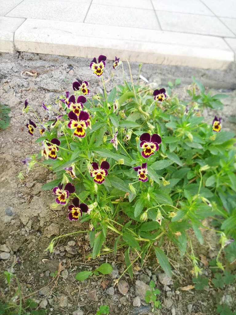 Restoran Sauvage. lounge, Fergana, foto