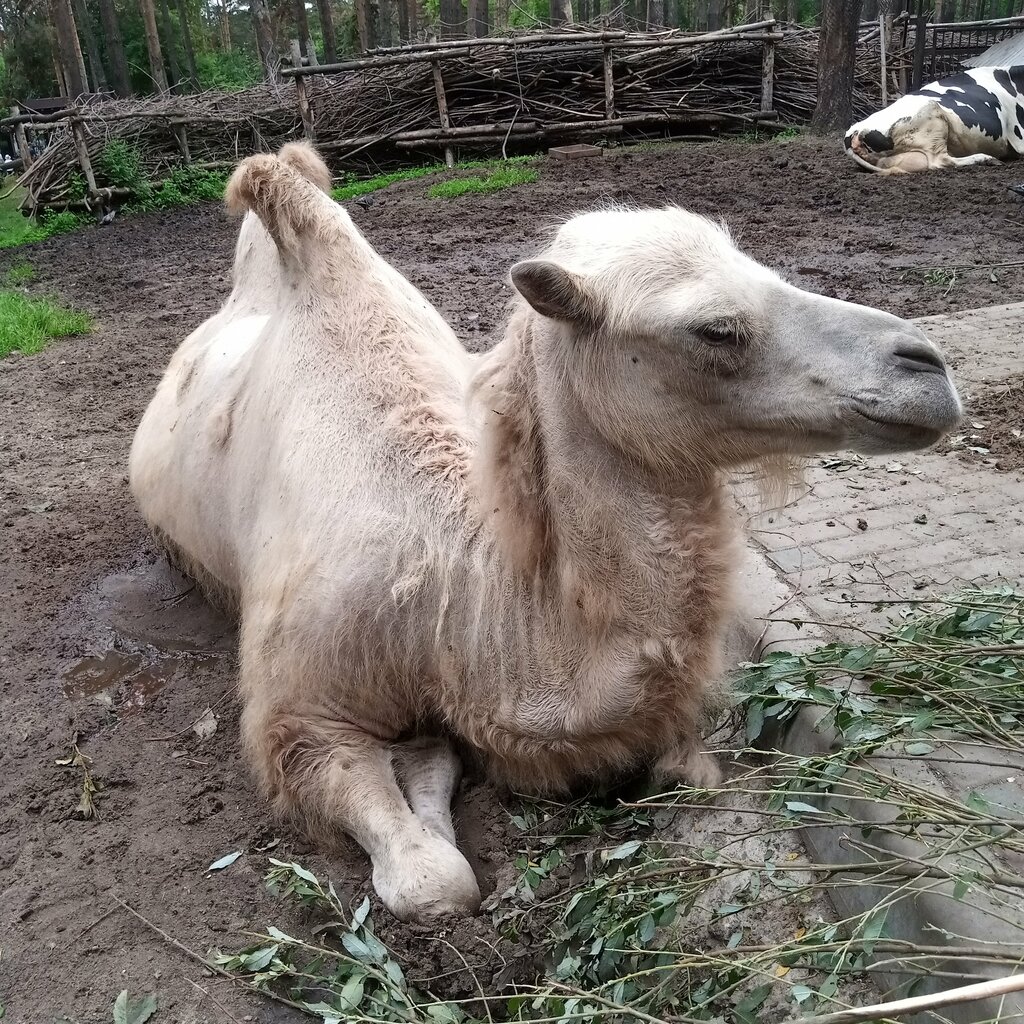 At ve binicilik kulüpleri Конный клуб, Novosibirsk, foto
