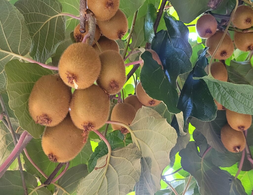 Konuk evi Киви, Krasnodarski krayı, foto