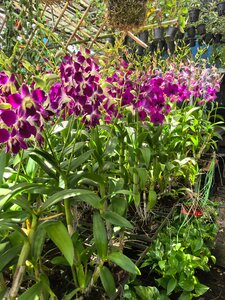 Kültür ve eğlence parkları Orchid Park Phuket, Phuket Eyaleti, foto