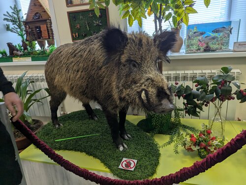 Müzeler ve sanat galerileri Петропавловский районный краеведческий музей, Voronejskaya oblastı, foto