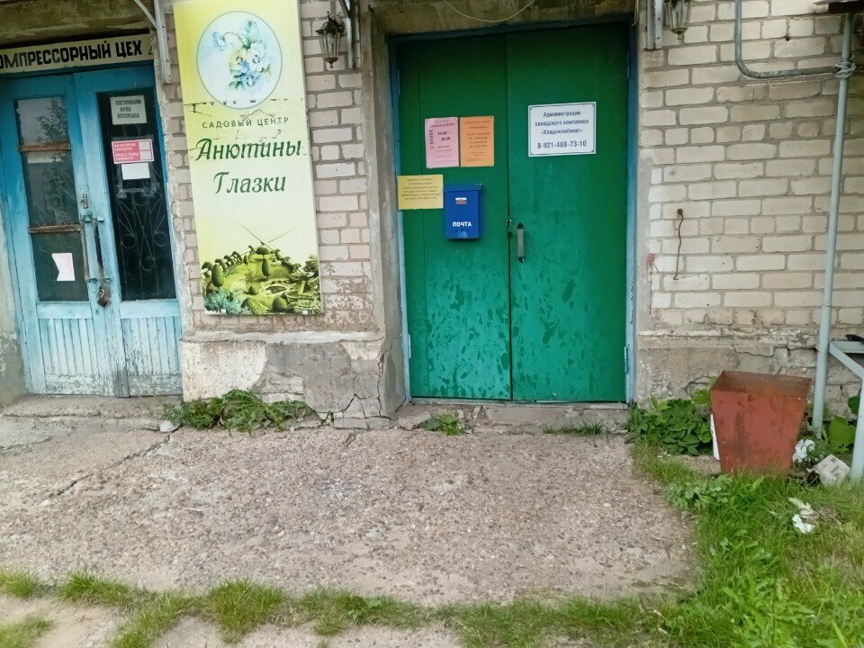 Sera ve bahçe ürünleri Анютины глазки, Kotlas, foto