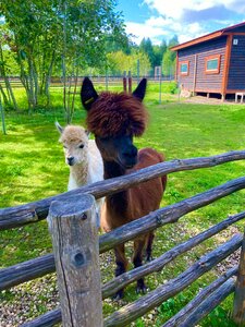 Tish da Krysh (Moscow Region, Lotoshino Municipal District, territorialny otdel Osheykinskiy), hayvanat bahçeleri  Moskova ve Moskovskaya oblastından