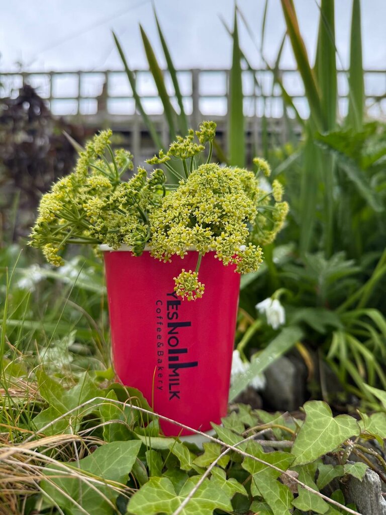 Kahve dükkanları YesNoMilk, Moskova, foto