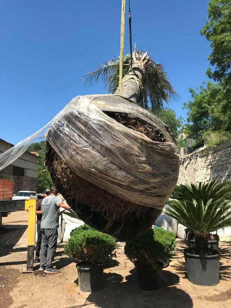 Peyzaj tasarımı Eco Terra, Yalta, foto