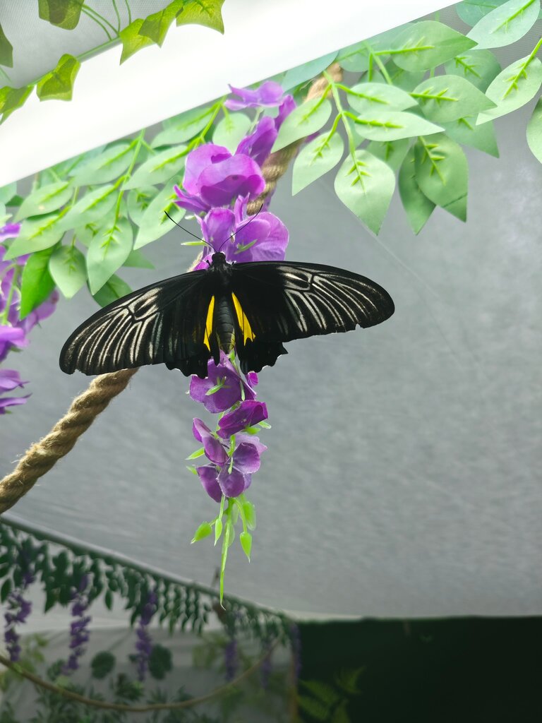 Sergi salonları, galeriler Парк бабочек, Moskova, foto