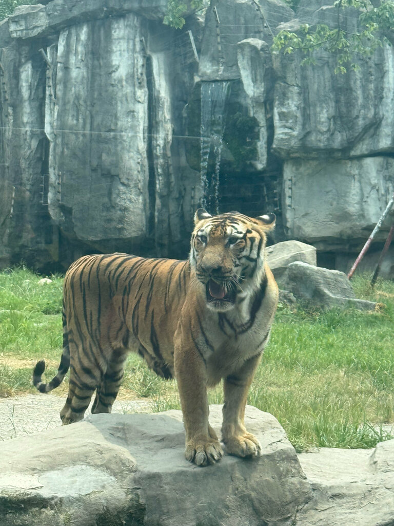 Metro istasyonu Wild Animal Park metro station, Şanghay, foto