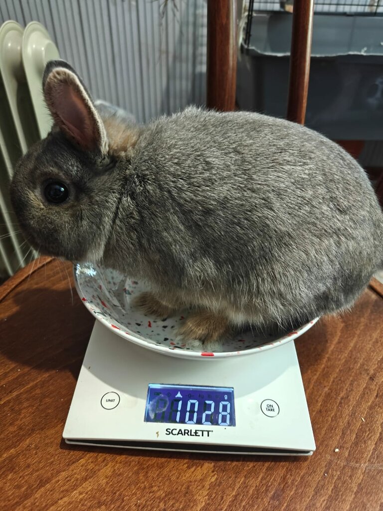 Tarım firmaları Долина Ветров, Moskova ve Moskovskaya oblastı, foto