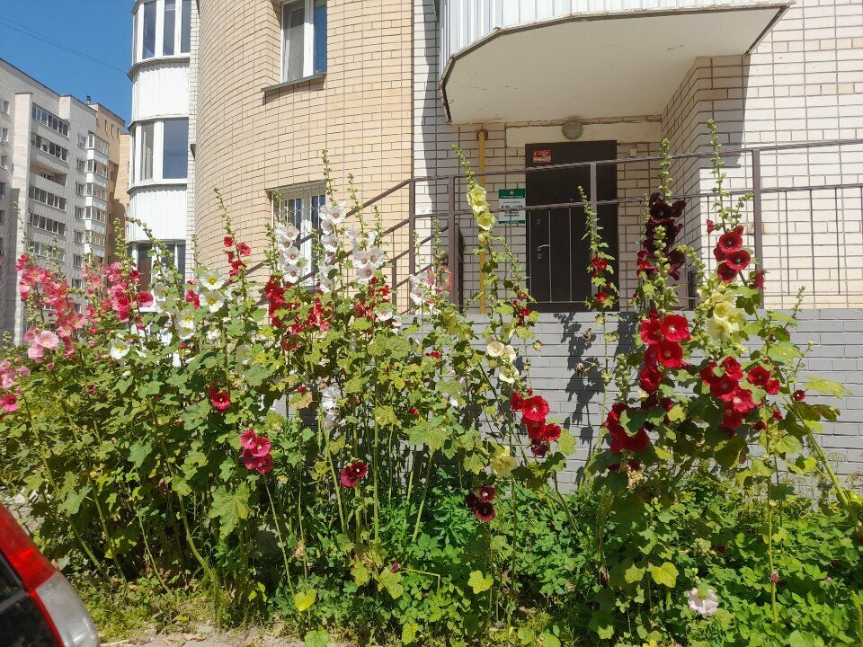 Eczaneler Аптека, Smolensk, foto