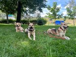 Based on dogs (Kosmonavta Volkova Street No:3), pet otel  Moskova'dan
