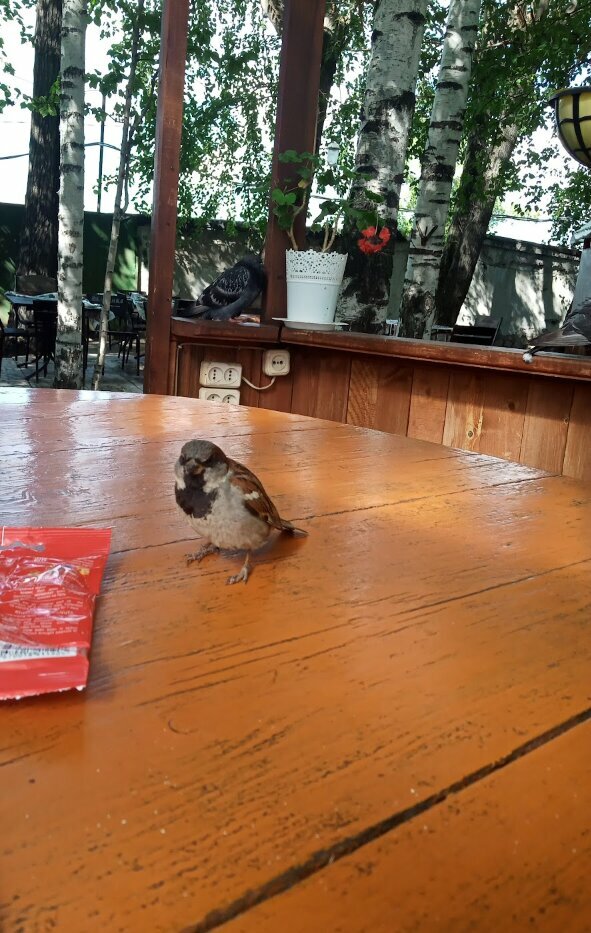 Bira dükkanı Пивной сад, Pervouralsk, foto