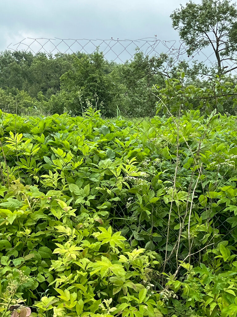 Hayvanat bahçeleri Braniewski ogrod zoologiczny, Braniewo, foto