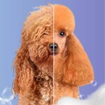 Center Shersti (selo Yagodnoye, Glavny pereulok, 18/3), pet salon  Samarskaya oblastından