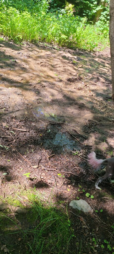 Pınar, çay Spring, stream, Moskova, foto
