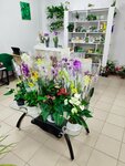 Цветочный мир (Ковыльная улица No:70А), çiçekçiler  Simferopol'dan (Akmescit'ten)