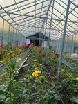 Vanilka flowers (Nezavisimosti Street No:84/5), çiçekçiler  Voronej'den