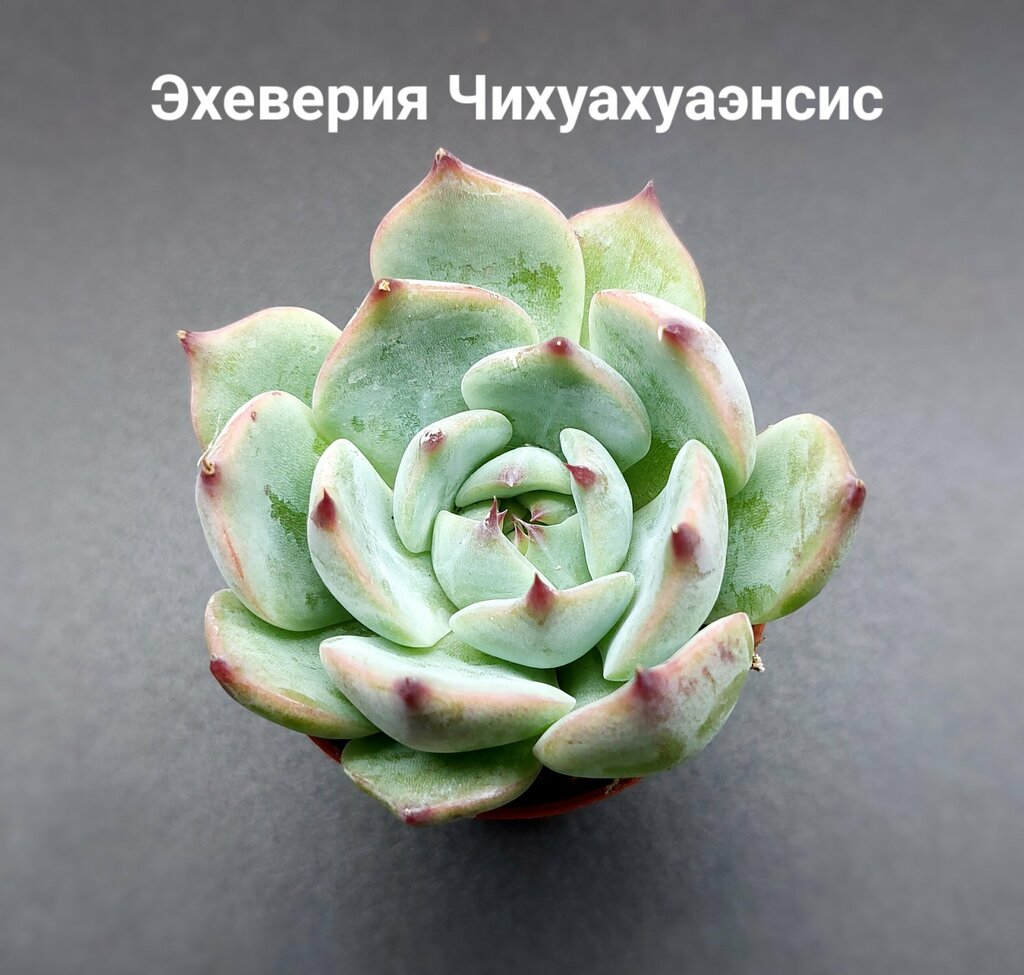 Çiçekçiler Пятый суккулент, Samara, foto