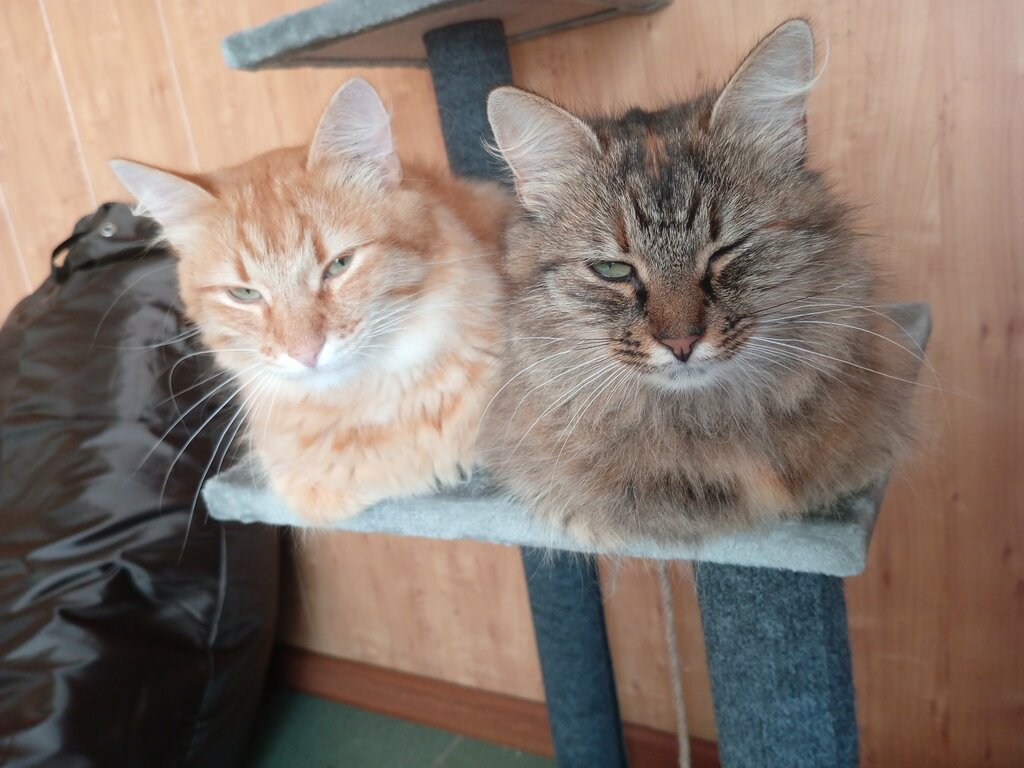 Antikafe Муррzone, Pskovskaya oblastı, foto