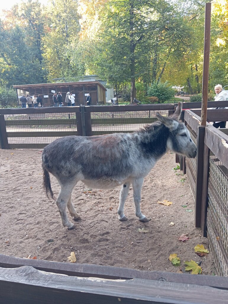 Hayvan muhafazaları Мини-зоопарк ЦПКиО им. С. М. Кирова, осёл, Saint‑Petersburg, foto
