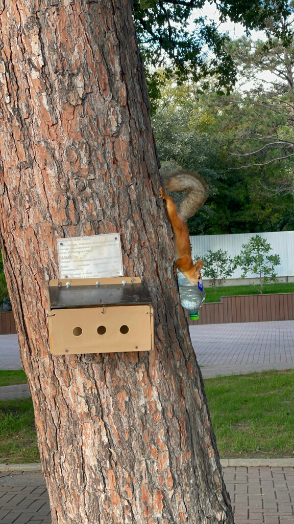 Park, sokak heykeli Скульптура Белка, Gelencik, foto