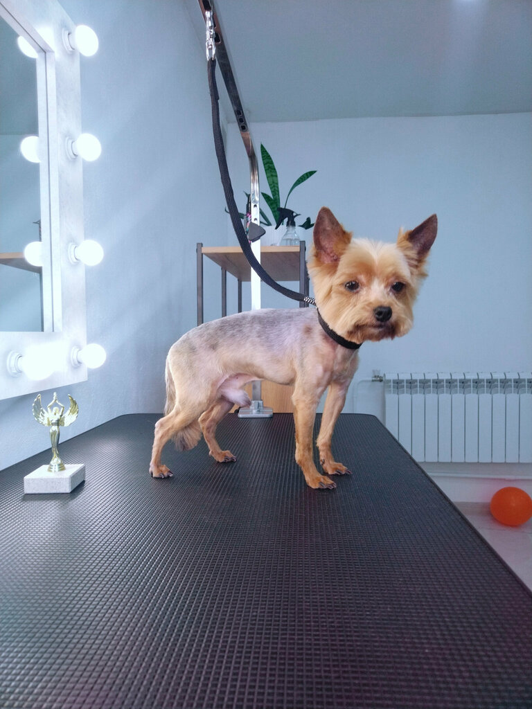 Evcil hayvan kuaförleri Круглый шпиц, Kirov, foto