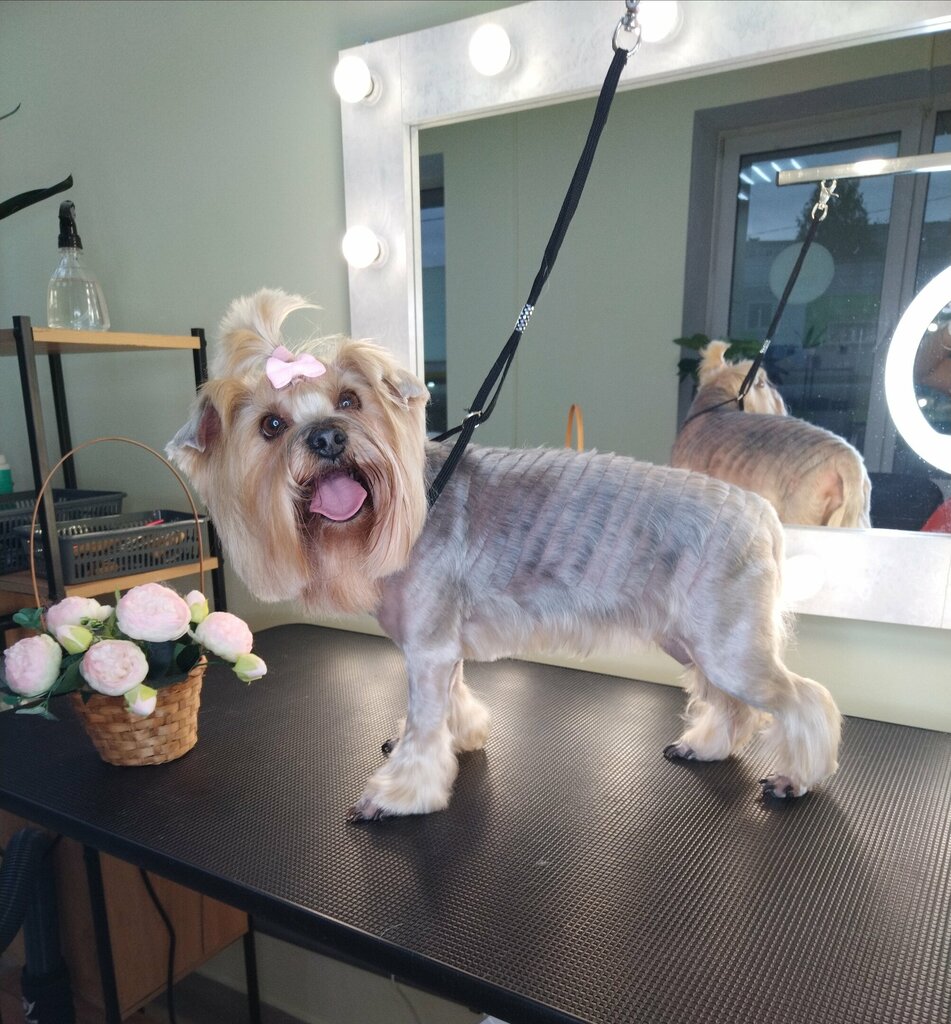 Evcil hayvan kuaförleri Круглый шпиц, Kirov, foto