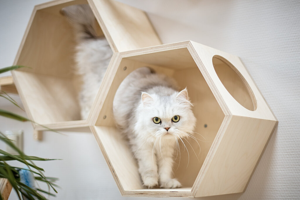 Pet otel Суперкот, Nijni Novgorod, foto