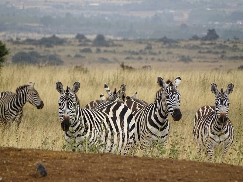 Turizm acenteleri Smart Giraffe, Nairobi, foto