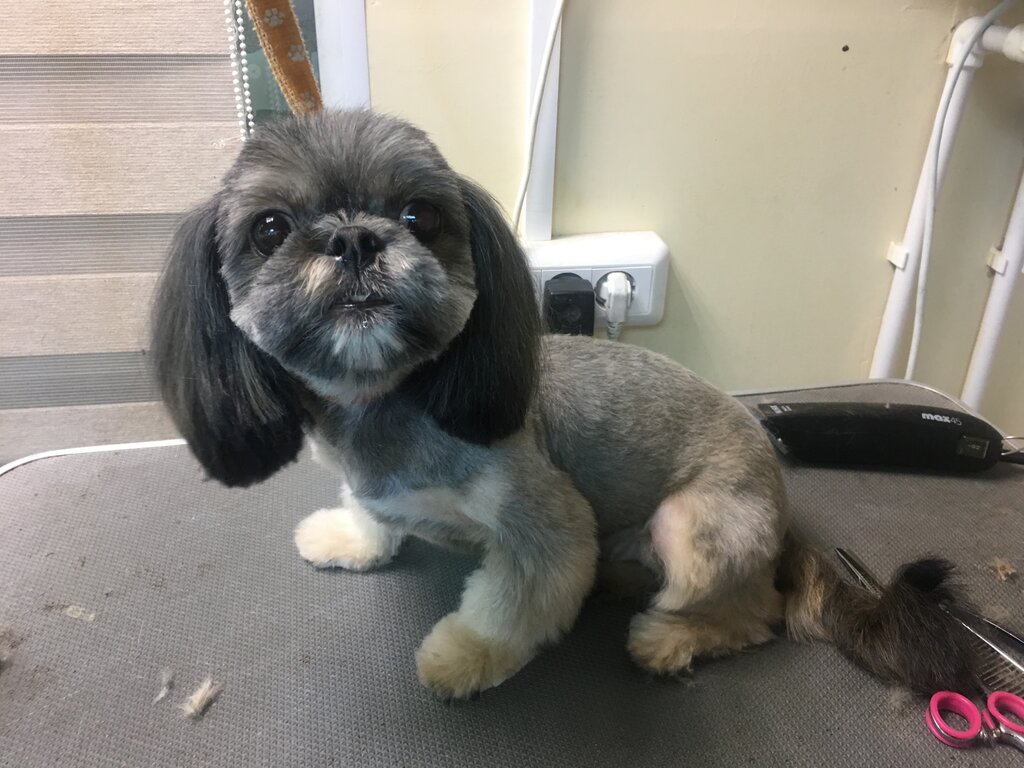 Evcil hayvan kuaförleri Pushistiki, Voronej, foto