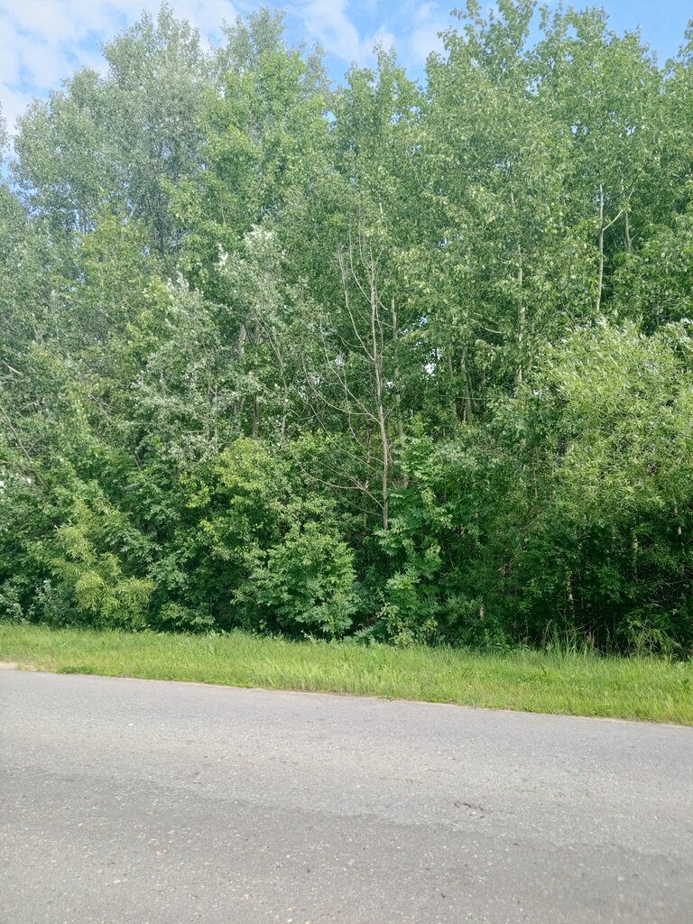 Orman Рогов лес, Lipetskaya oblastı, foto