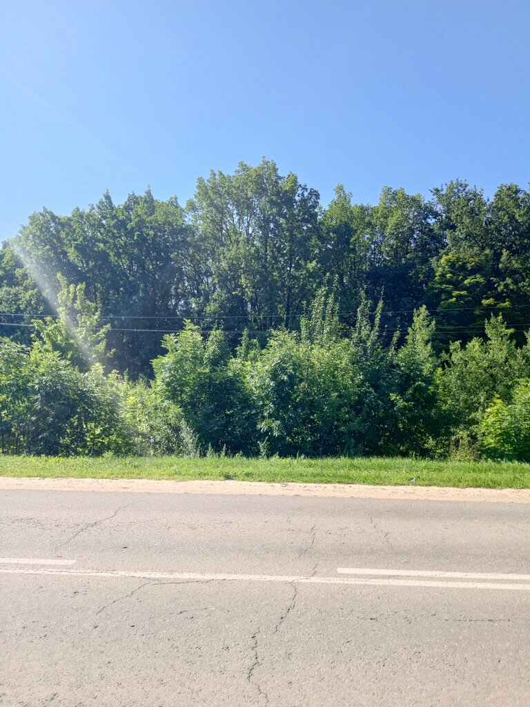 Orman Ясенецкий лес, Lipetskaya oblastı, foto