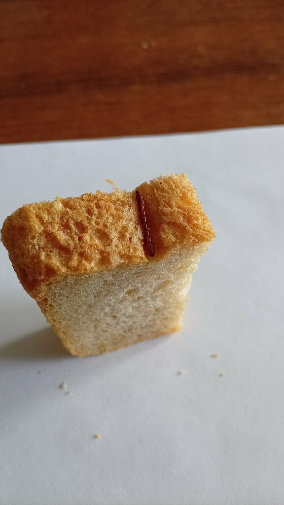 Ekmek fabrikaları Melkom, Kurganskaya oblastı, foto