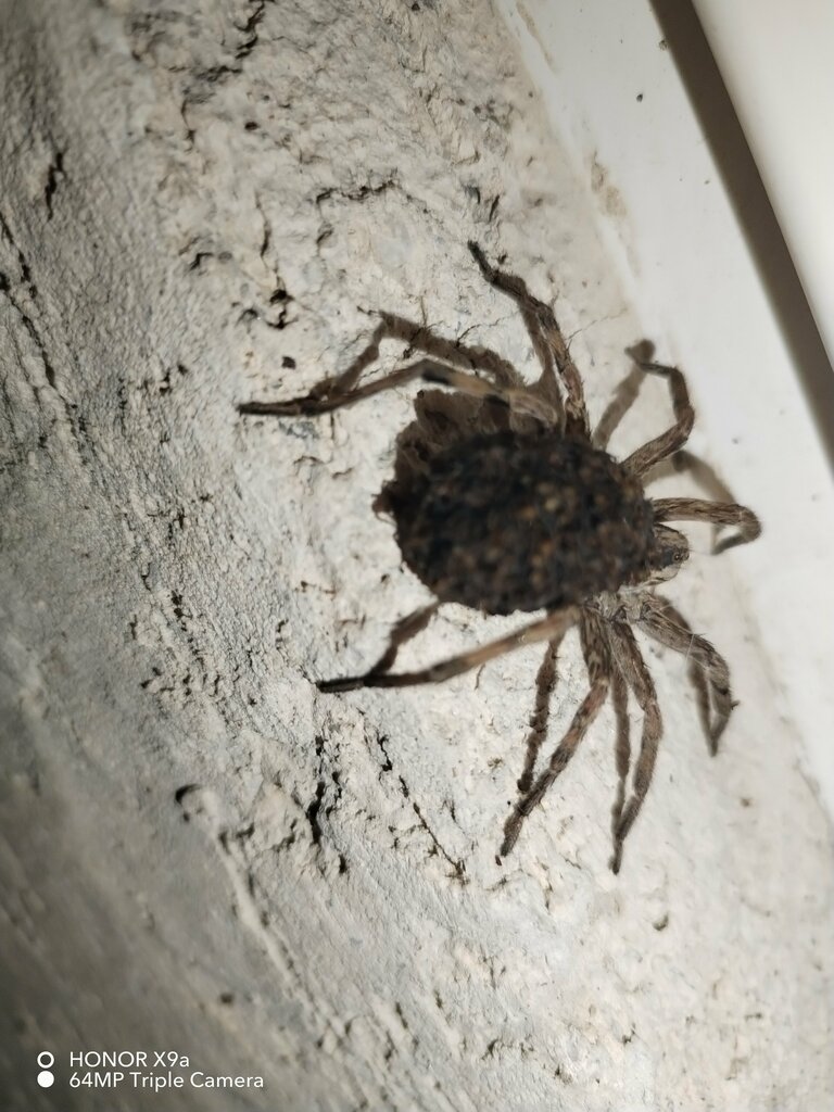 Konuk evi Гостевой дом Астра, Krasnodarski krayı, foto