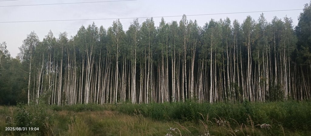 Orman Куропатов лес, Mordovya, foto