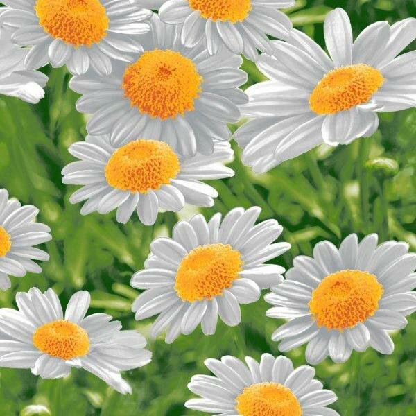 Kumaşçılar MaraTex, Yekaterinburg, foto