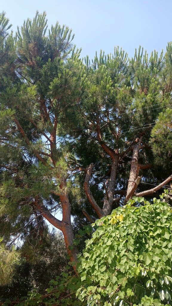 Plaj Hariciyeciler Sahil, Armutlu, foto