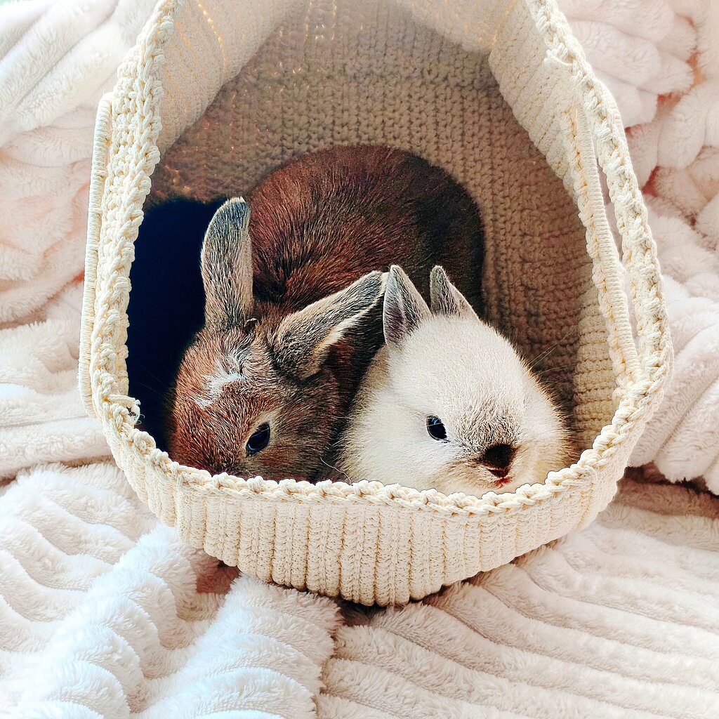 Çocuk ve gençlik merkezleri Пушистое Счастье, Moskova, foto