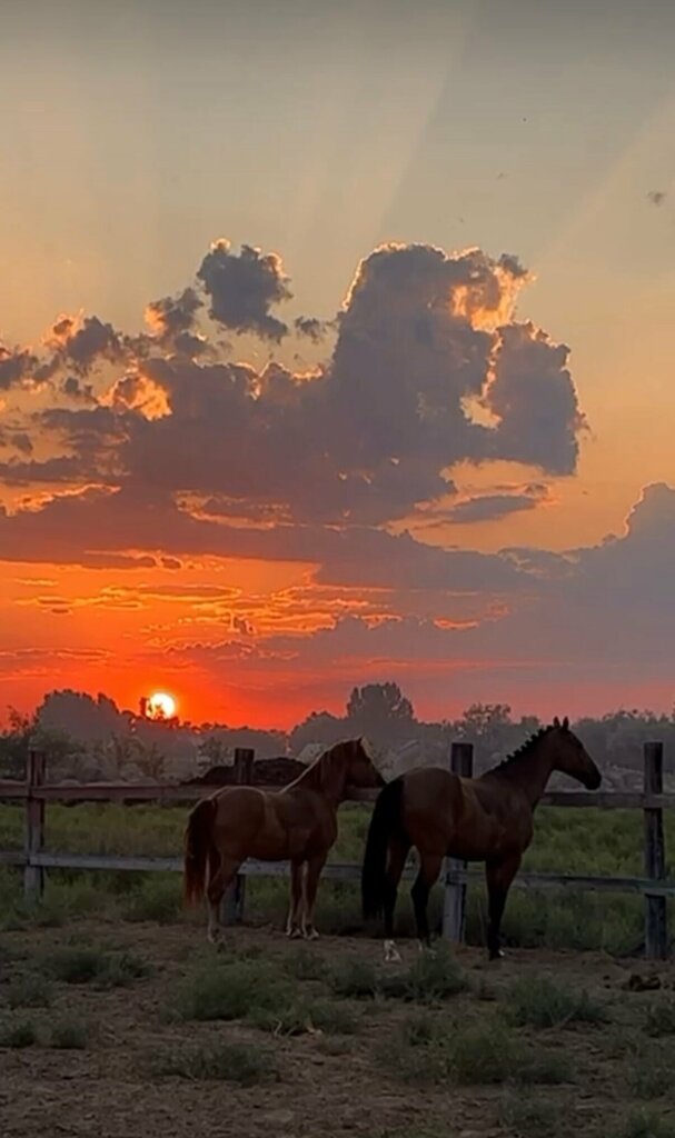 At ve binicilik kulüpleri КСК Igogoclub, Astrahanskaya oblastı, foto
