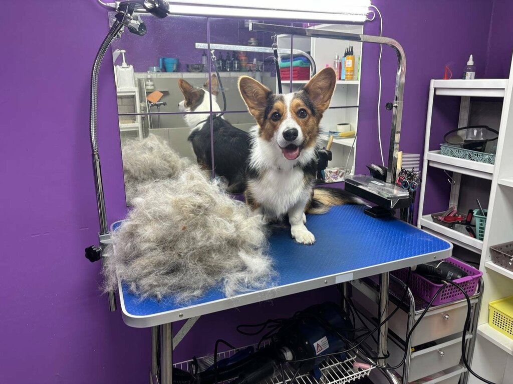 Evcil hayvan kuaförleri Пижон, Moskova, foto