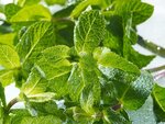 Farmacia del Renon (Trentino-Alto Adige, Bolzano – South Tyrol, Via del Paese, 21), kozmetik ve parfümeri mağazaları  Trentino‑Alto Adige'den