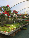 Garden Agraria L'angolo Verde (Piazzale Girolamo Bianchini Riccardi No:5, Terni), sera ve bahçe ürünleri  Terni'den