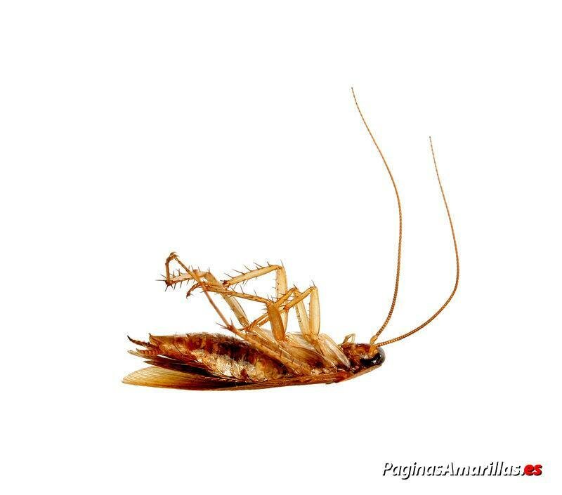 Kerestecilik A. C. Plagues Urbanes, Lleida, foto