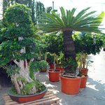 Vivai Carone (Apulia, Bari, Polignano a Mare), peyzaj tasarımı  Puglia'dan