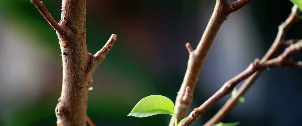 Şehir planlama ABC Consulting Arborists LLC, Washington Eyaleti, foto
